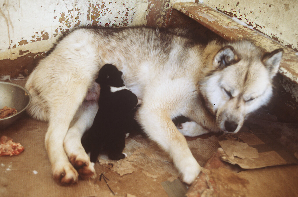 Huskies — Australian Antarctic Program