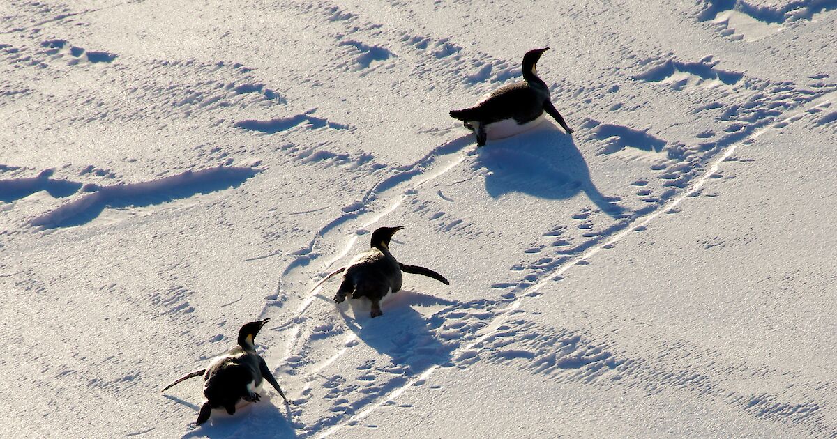 Wildlife protection – Australian Antarctic Program