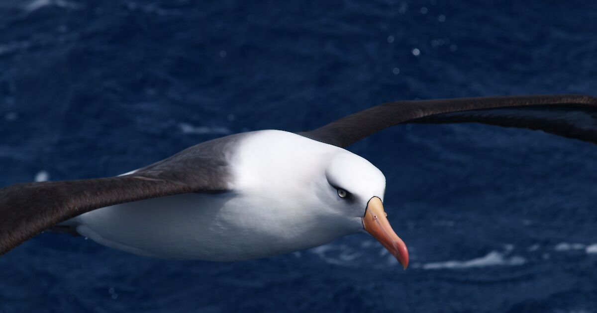 Protecting plants and animals – Australian Antarctic Program