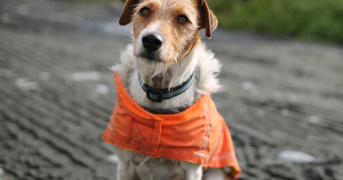 Keeping Macca rodent-free – Australian Antarctic Program (News 2019)