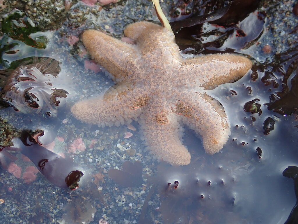 This week at Macquarie Island: 8 March 2019 — Australian Antarctic Program