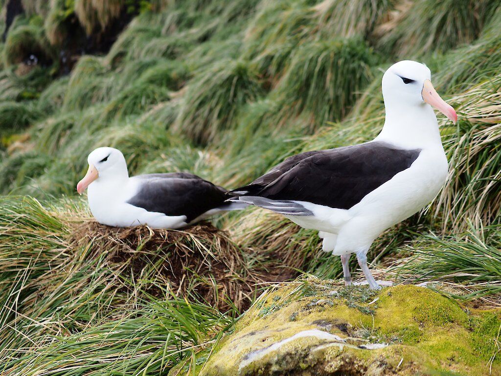 This week at Macquarie Island: 29 November 2019 — Australian Antarctic ...