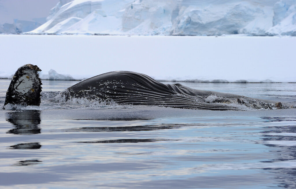 Hungry Humpbacks Take Migratory Snack Breaks Australian Antarctic Program