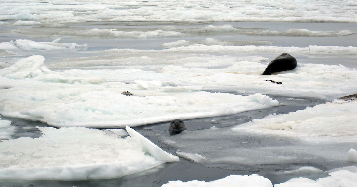 Antarctic fauna at risk from human pathogenic bacteria – Magazine Issue ...