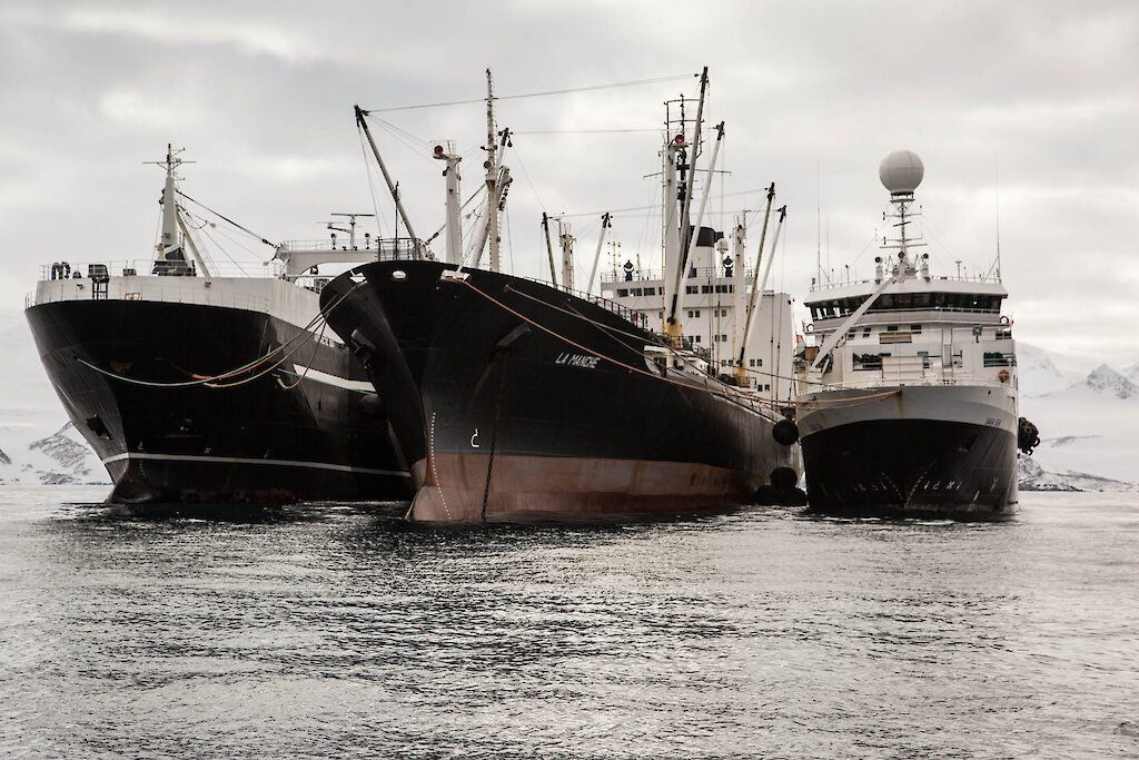 The good oil on krill — Australian Antarctic Program