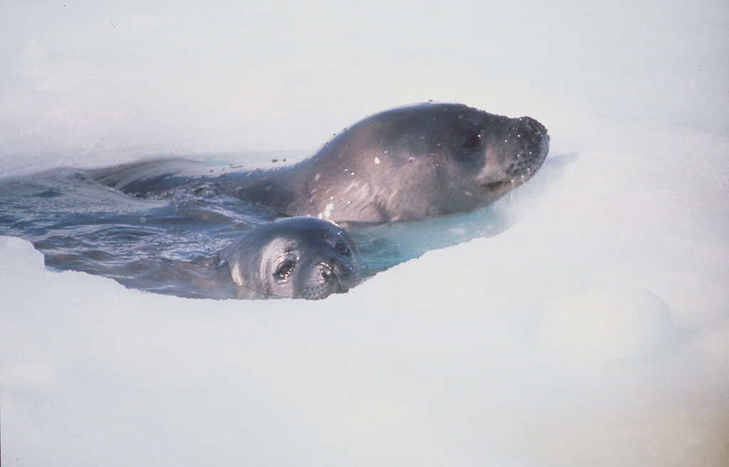 Antarctic Treaty (Environment Protection) Act 1980 — Australian ...