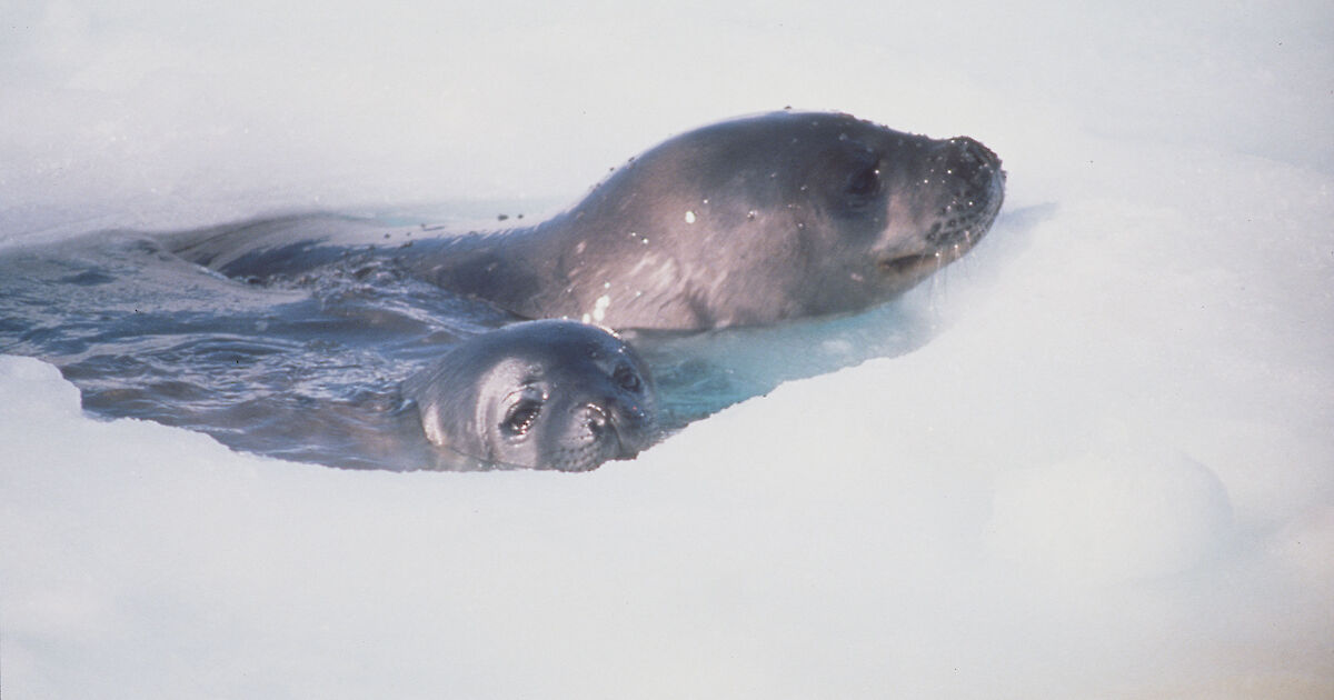 Antarctic Treaty (Environment Protection) Act 1980 – Australian ...