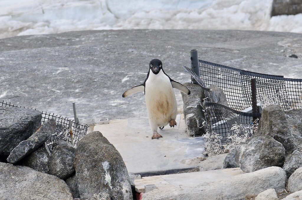 Getting personal with the penguins — Australian Antarctic Program (News ...