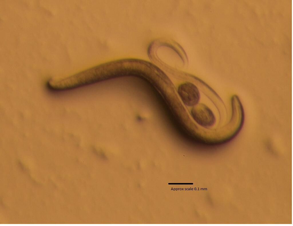 Cultured worms used to assess contamination in Antarctic sites ...