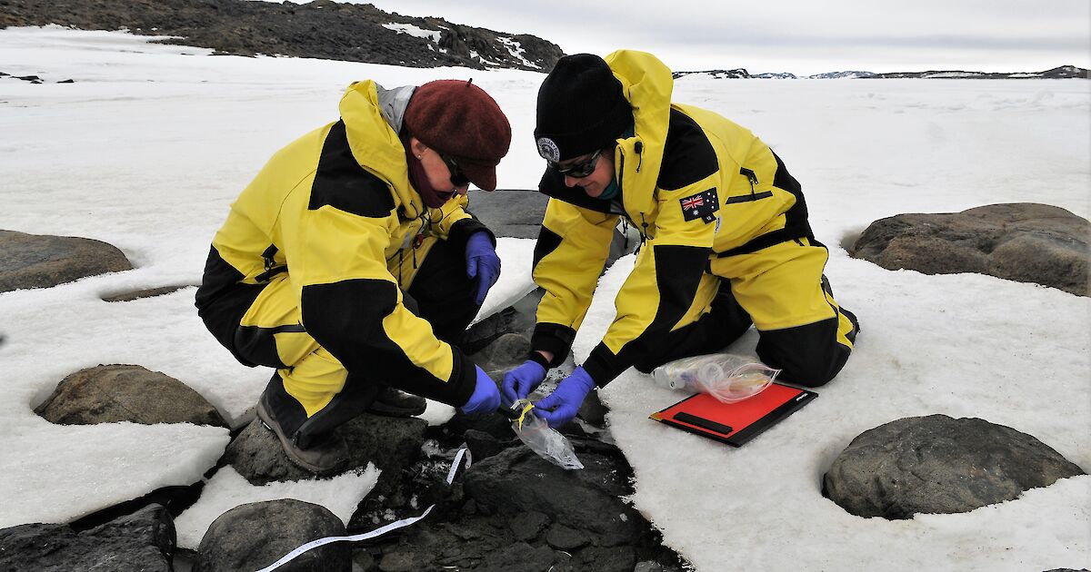 Cultured worms used to assess contamination in Antarctic sites ...