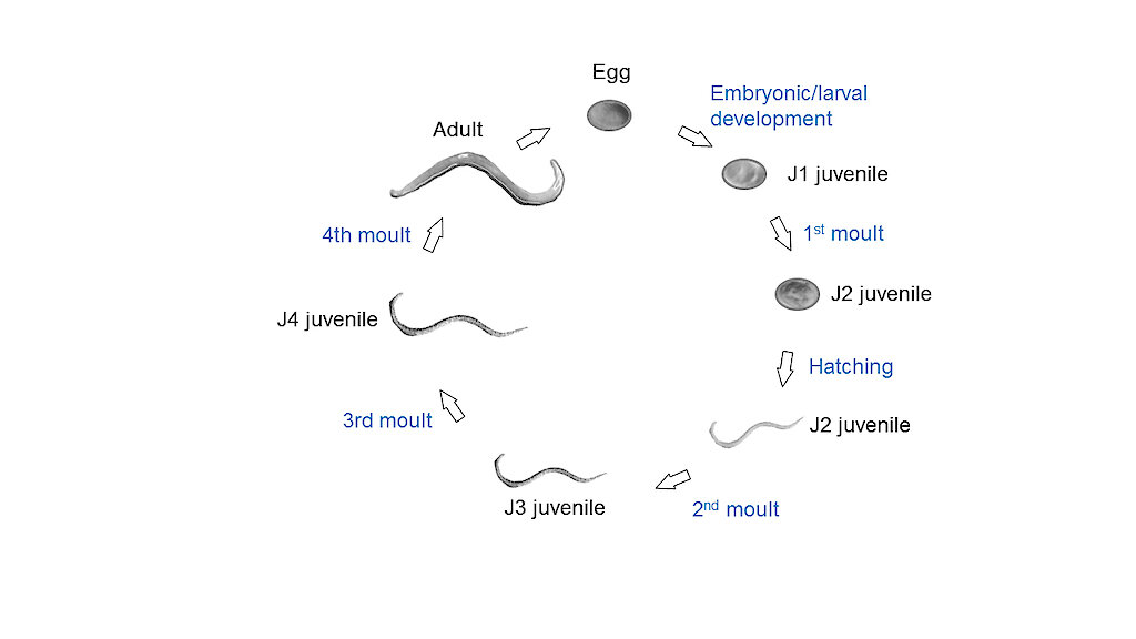 Cultured worms used to assess contamination in Antarctic sites ...