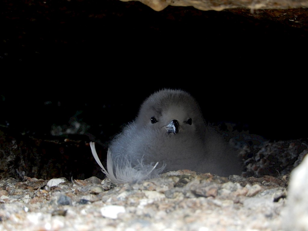 This week at Casey: 7 February 2020 — Australian Antarctic Program