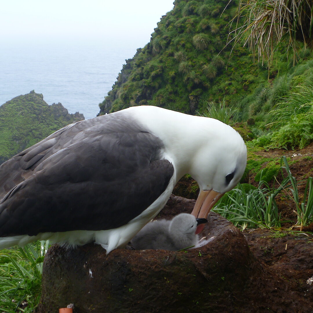 Macquarie Island albatrosses breed easier after rabbit eradication ...