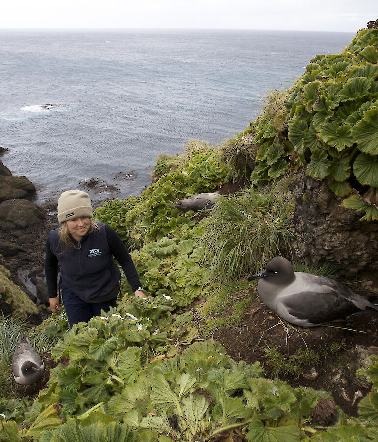 Macquarie Island albatrosses breed easier after rabbit eradication ...