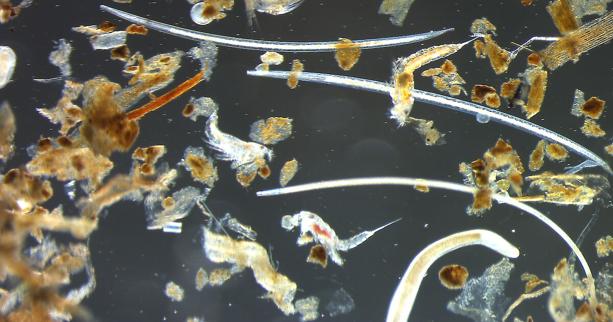 Antarctic marine invertebrates could act as sentinels of environmental ...