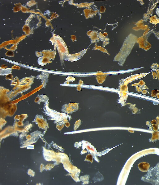 Antarctic marine invertebrates could act as sentinels of environmental ...
