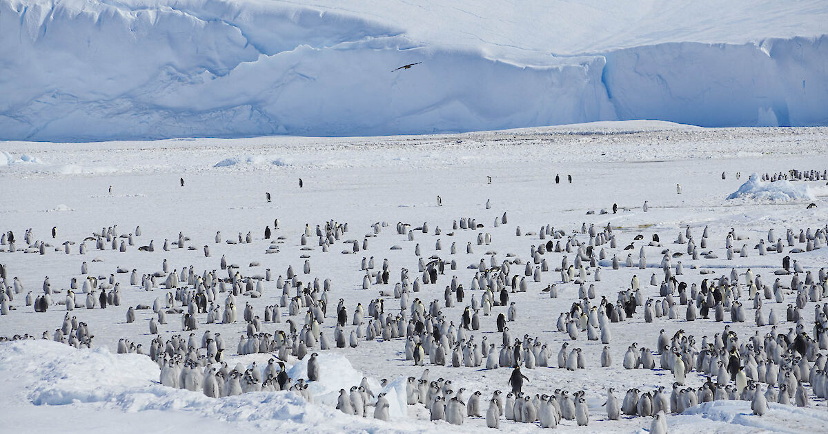 The Antarctic Population Who Lives In Antarctica
