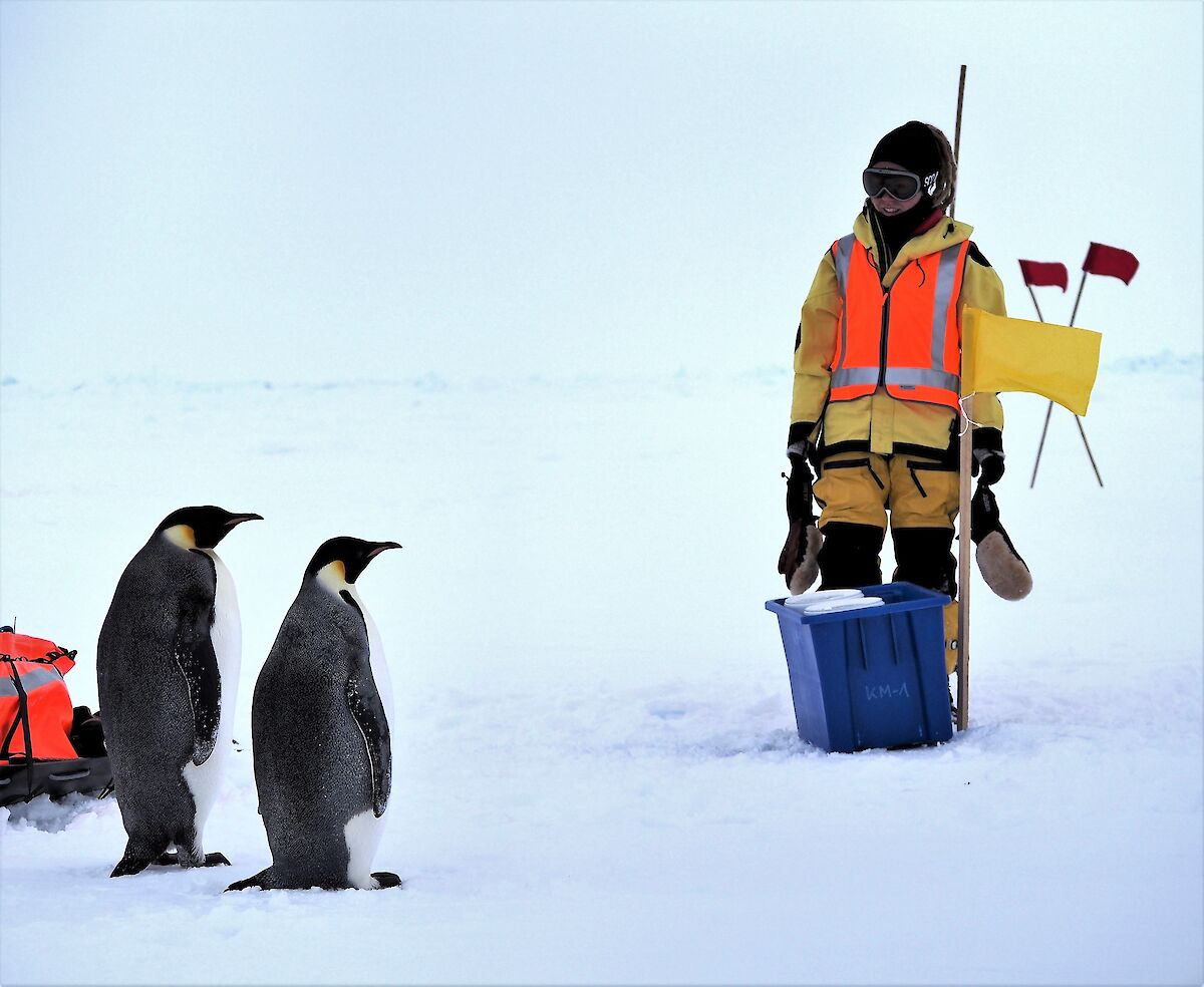 New science to improve Antarctic-wide protection – Australian Antarctic ...