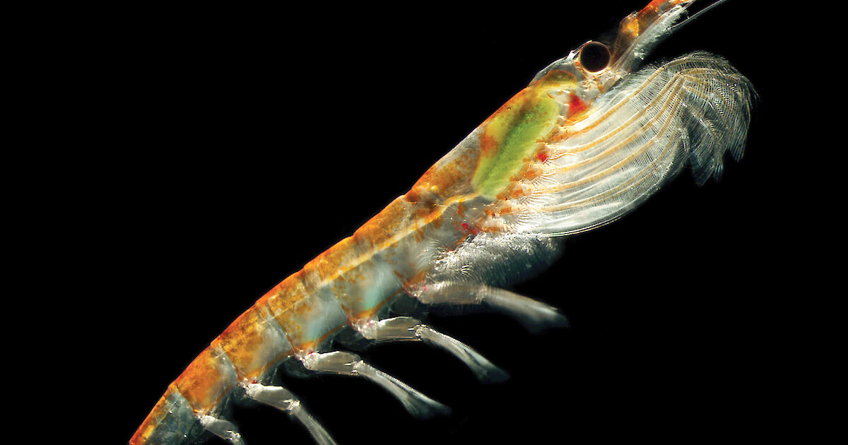 1 Krill Facts Center Krillfactsorg