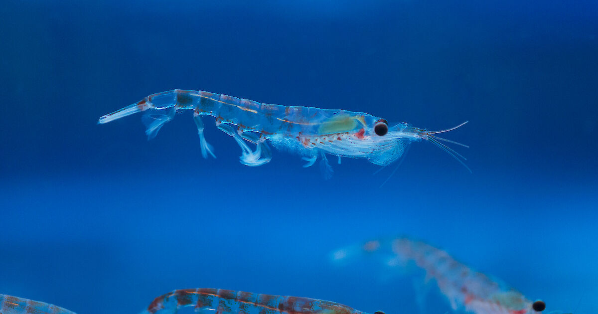 Getting measure of krill 28 January 2021 | Mirage News