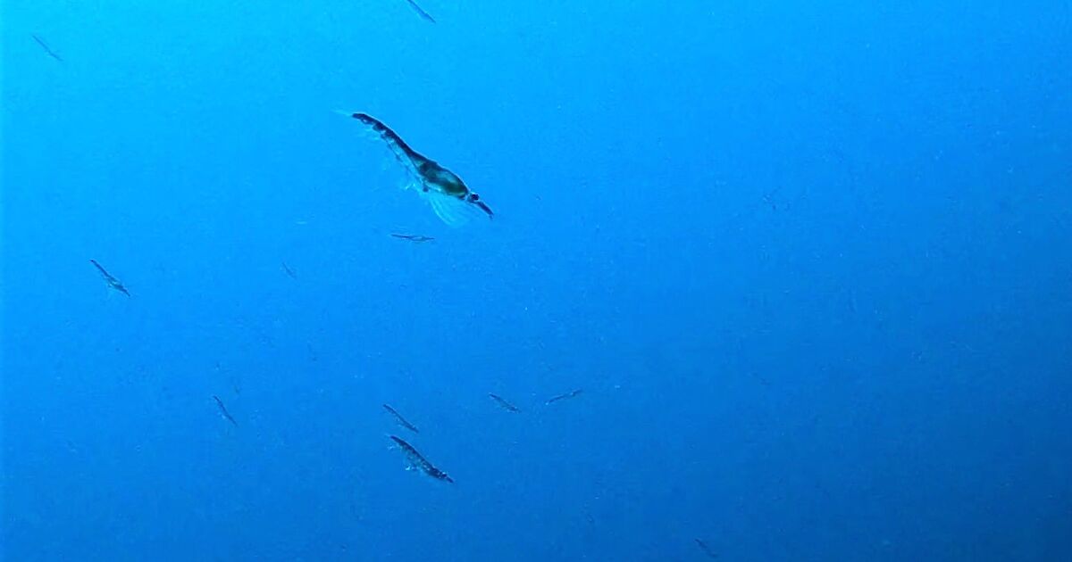 Swimming with krill – Australian Antarctic Program (News 2021)