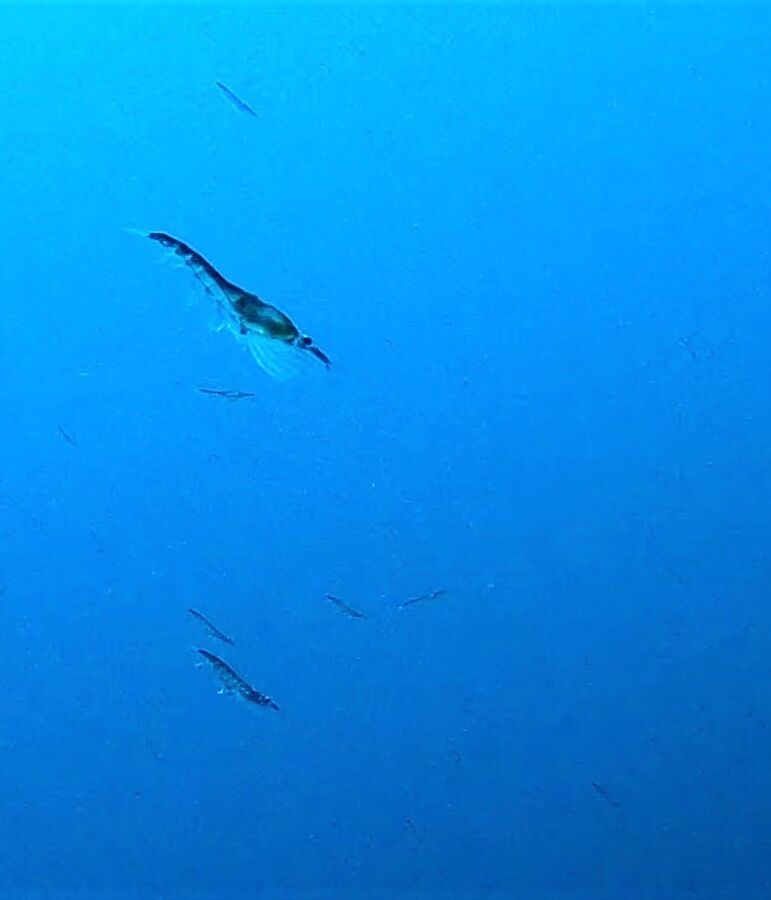 Swimming with krill – Australian Antarctic Program (News 2021)