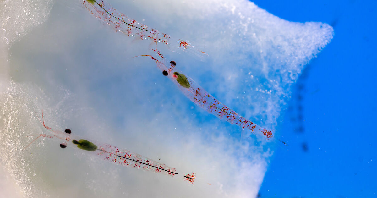 Antarctic food web – Australian Antarctic Program