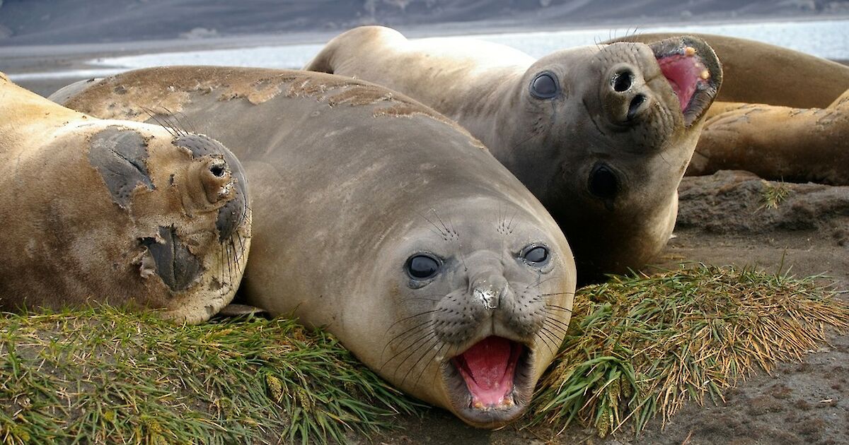 Animals – Australian Antarctic Program