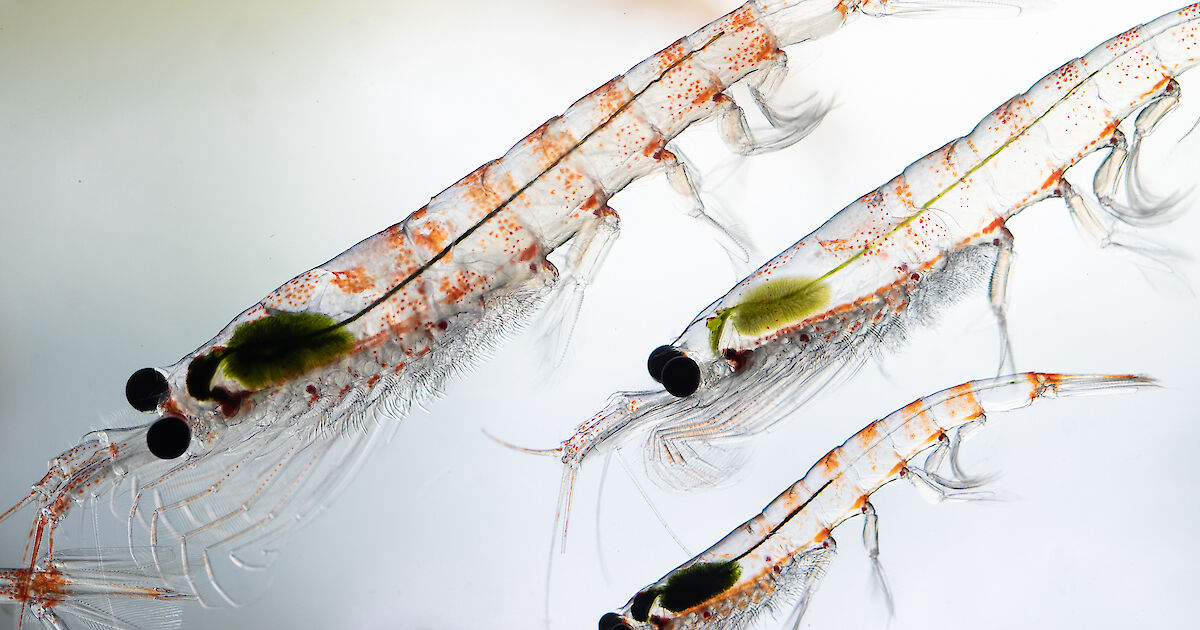 World Krill Day – Australian Antarctic Program (News 2023)