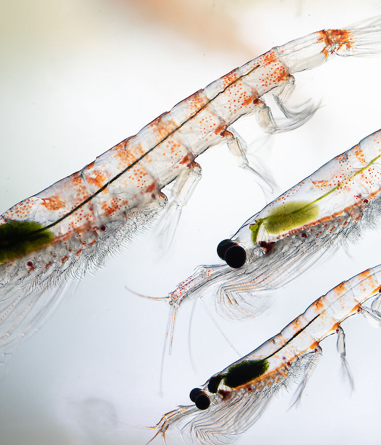 World Krill Day – Australian Antarctic Program (News 2023)