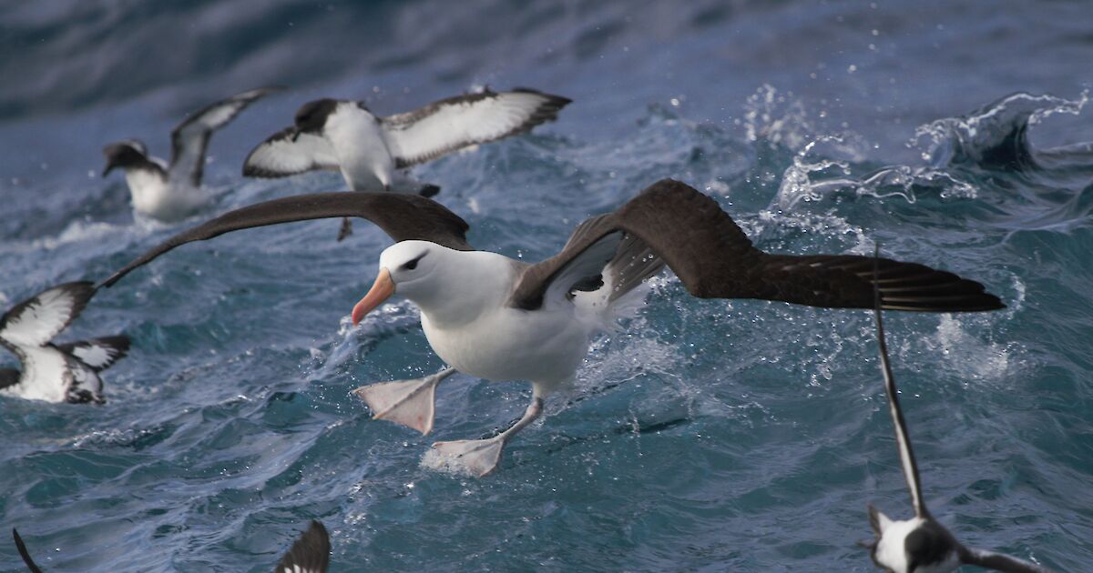Fishing for science around Heard Island – Australian Antarctic Program ...