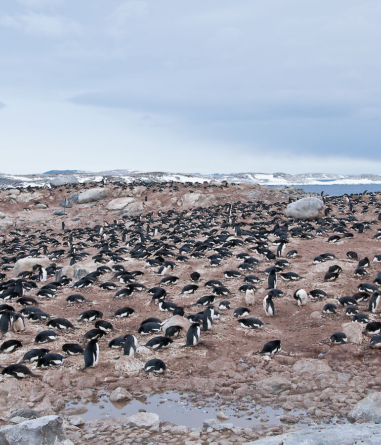 Antarctic krill head south – Australian Antarctic Program (News 2023)