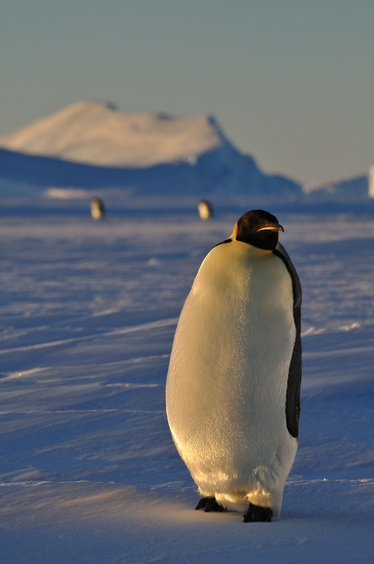 This week at Davis: 8 March 2024 – Australian Antarctic Program