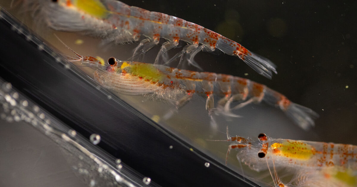 Celebrating World Krill Day – Australian Antarctic Program (News 2024)