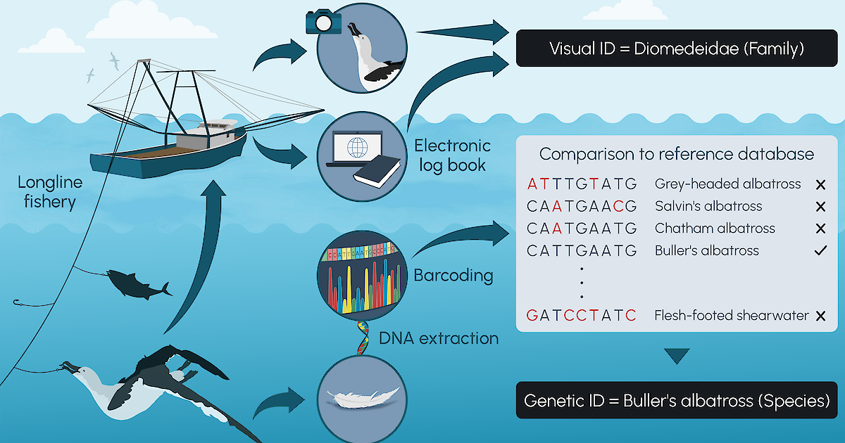 Using DNA to identify seabird bycatch – Australian Antarctic Program ...