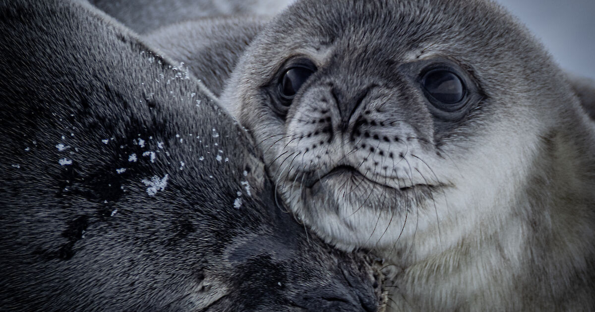 The Australian Antarctic Program: A year in pictures 30 December 2024 ...
