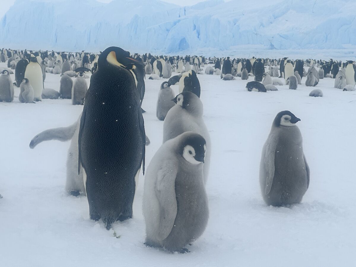 This week at Mawson: 5 December 2025 – Australian Antarctic Program