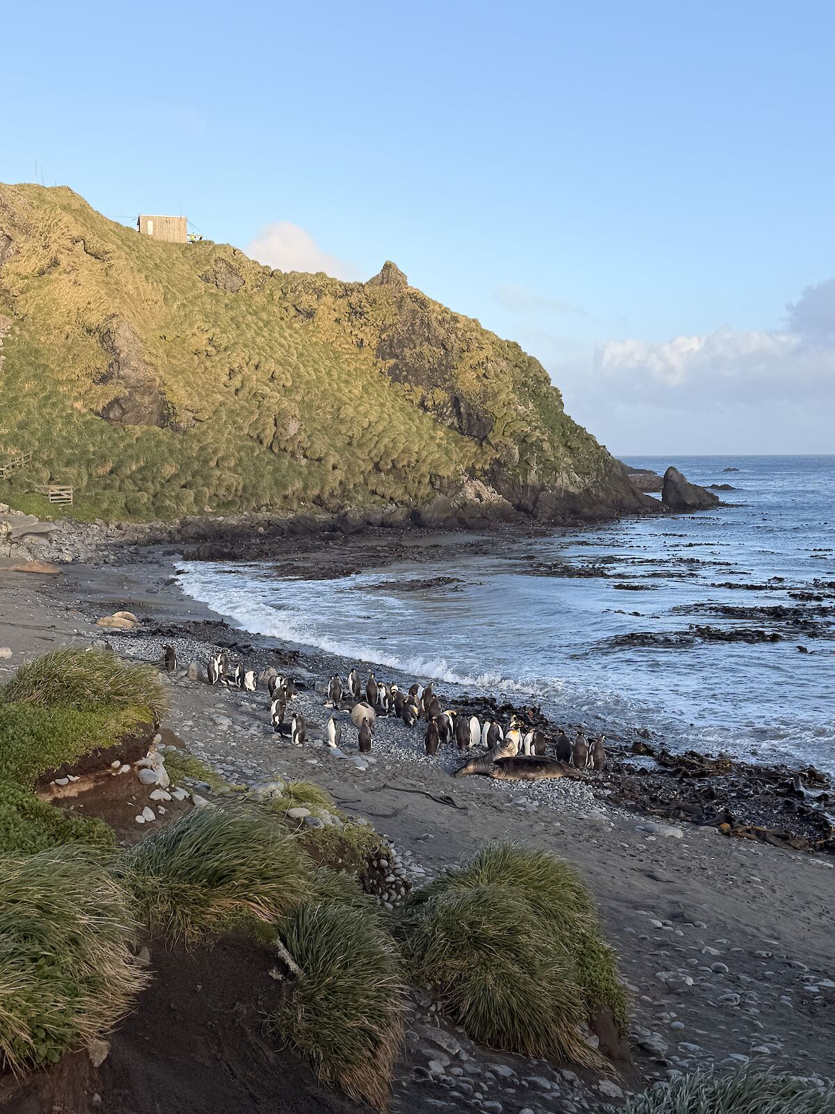 This week at Macquarie Island: 16 January 2026 – Australian Antarctic ...